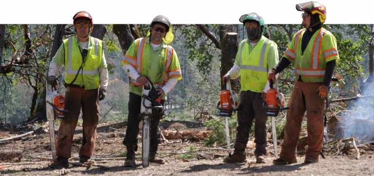 About Von Greiff Tree Care | Licensed Consulting Arborist
